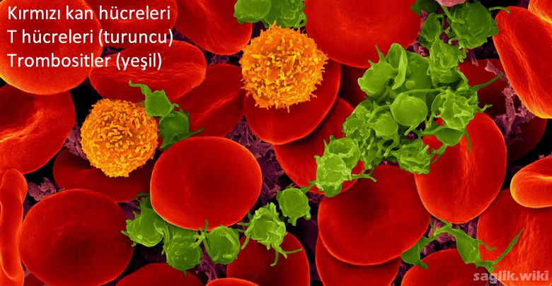 Trombositopeni Nedir? Nedenleri, Belirtileri, Tedavi